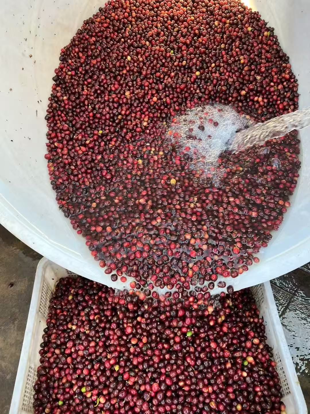 Coffee Bean Grading Standards: What You Need to Know – atcbonnet